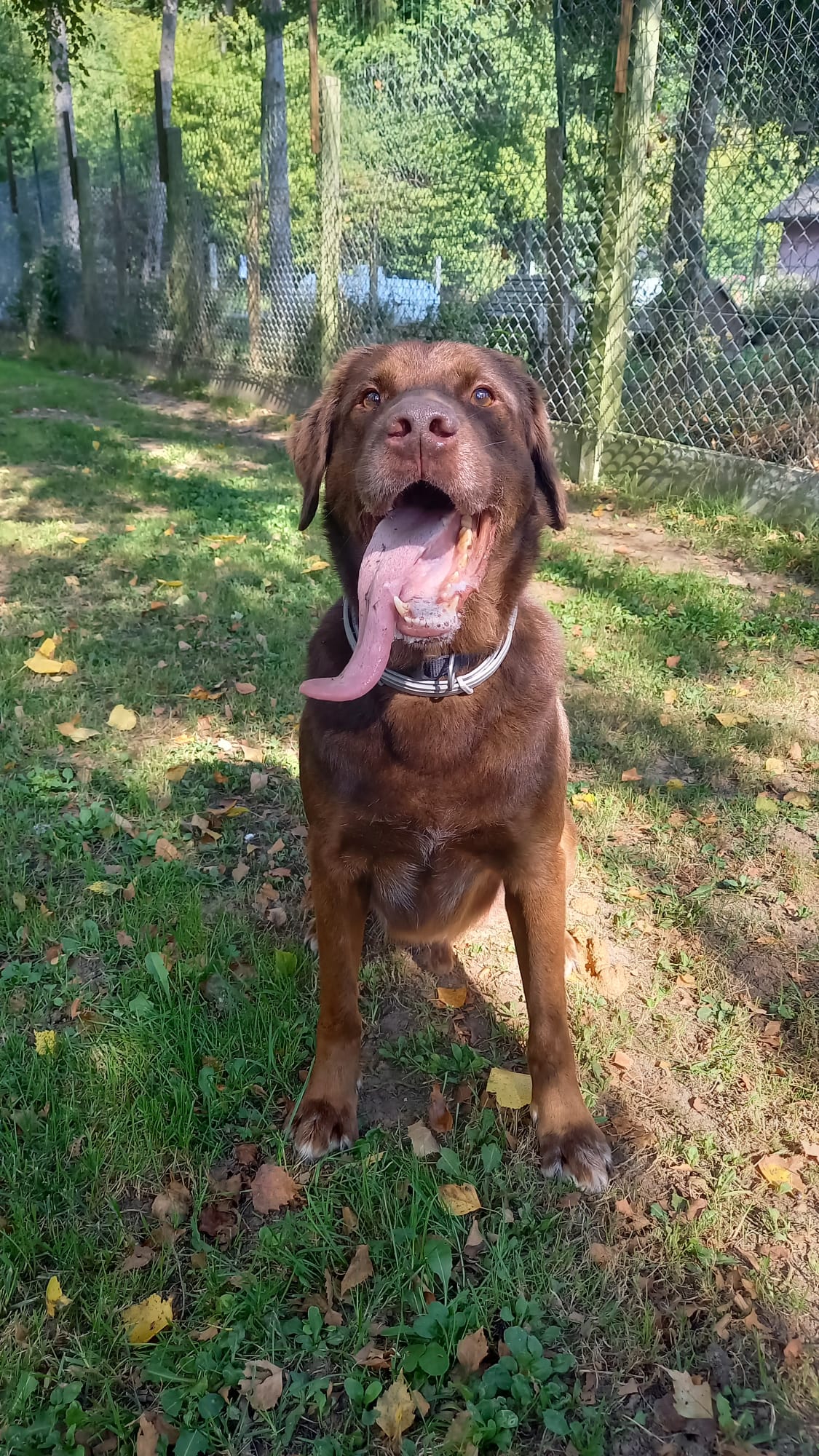 chien-assis-exterieur | Adapt'Dog