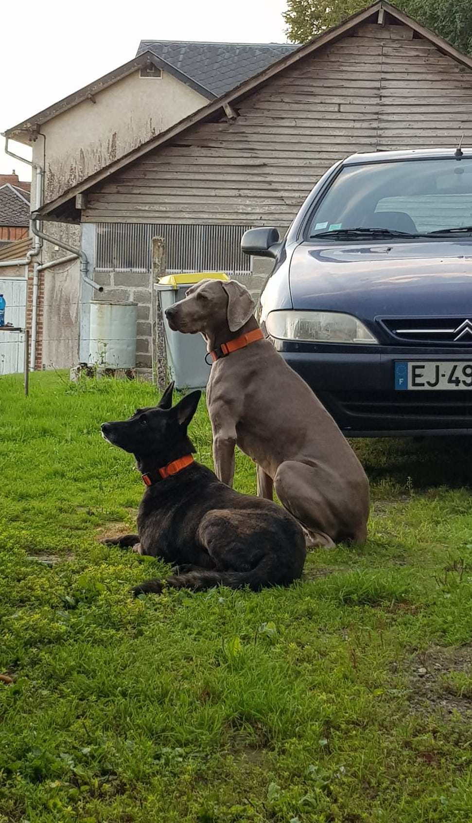 chiens-profil | Adapt'Dog